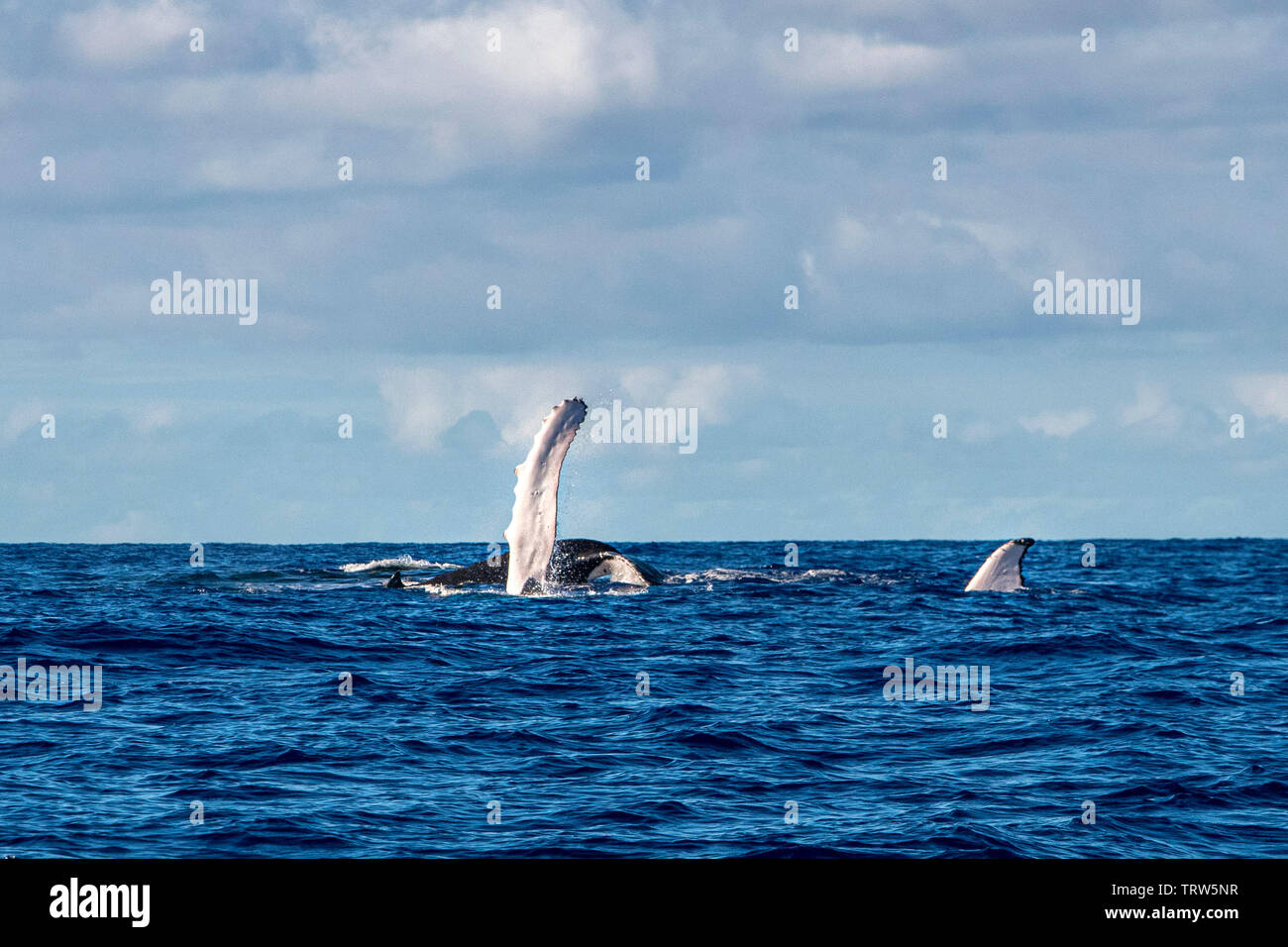 Humpback whale tail slap splash in pacific ocean Moorea French ...