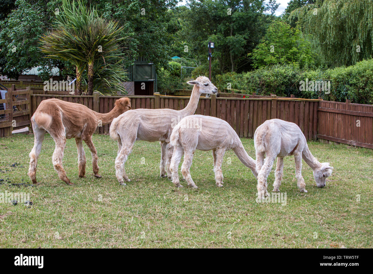 Shear alpaca hi-res stock photography and images - Alamy