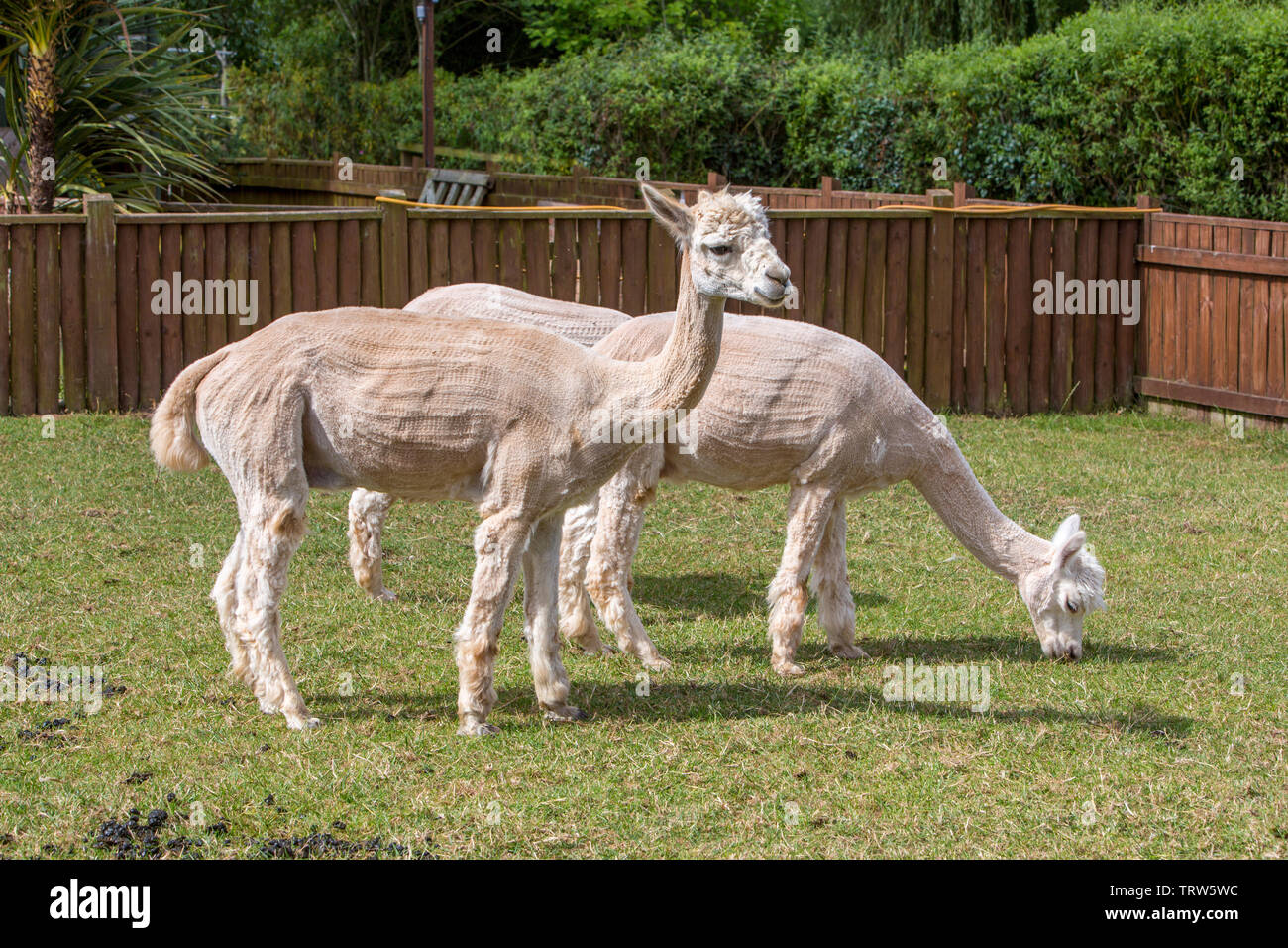 Shear alpaca hi-res stock photography and images - Alamy