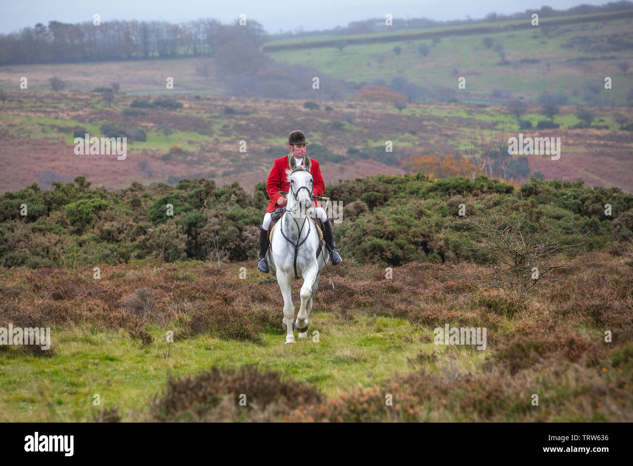 Fox hunting on Exmoor, Devon Stock Photo - Alamy