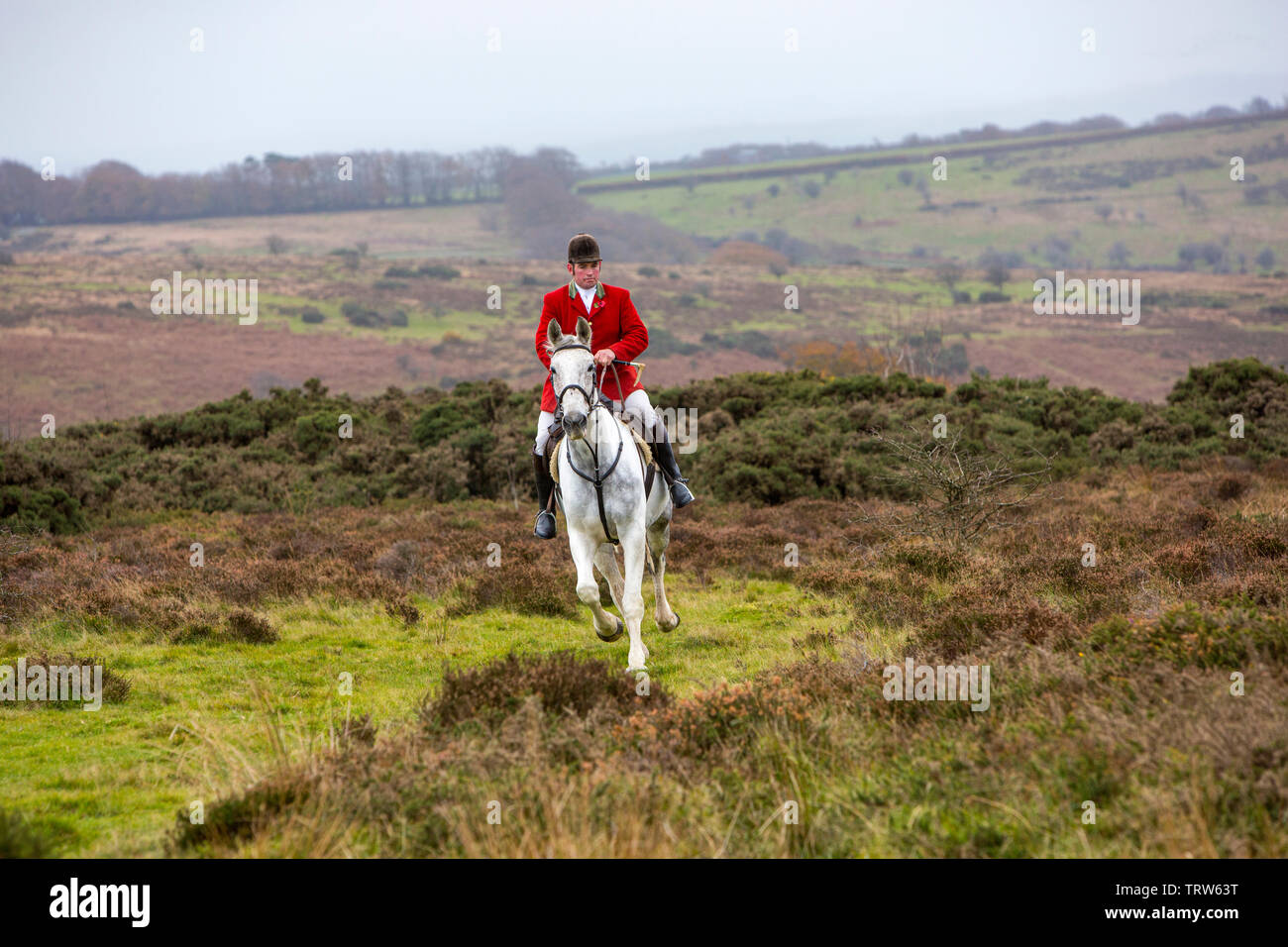 Fox hunting on Exmoor, Devon Stock Photo - Alamy