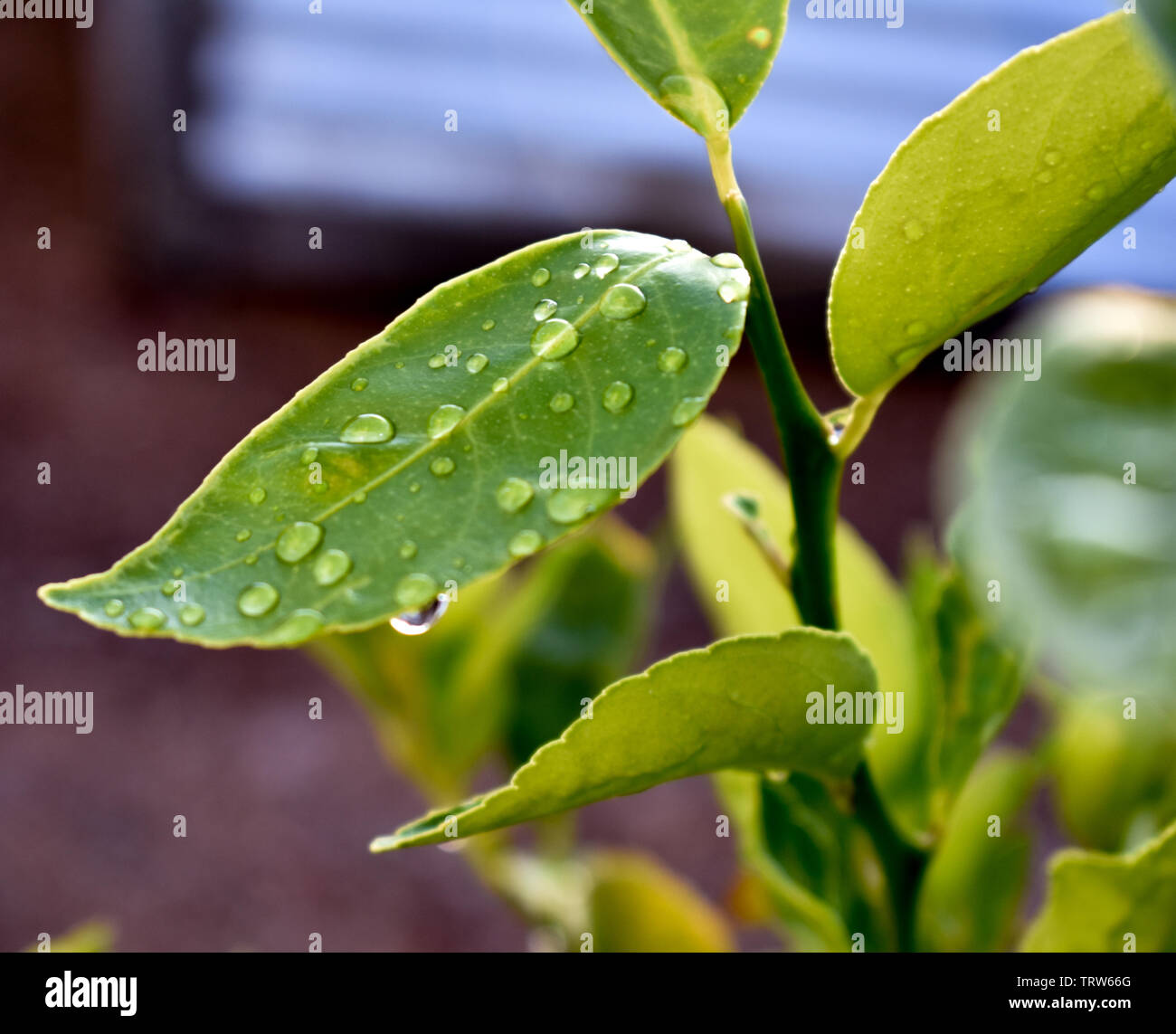 Butting heads hi-res stock photography and images - Alamy