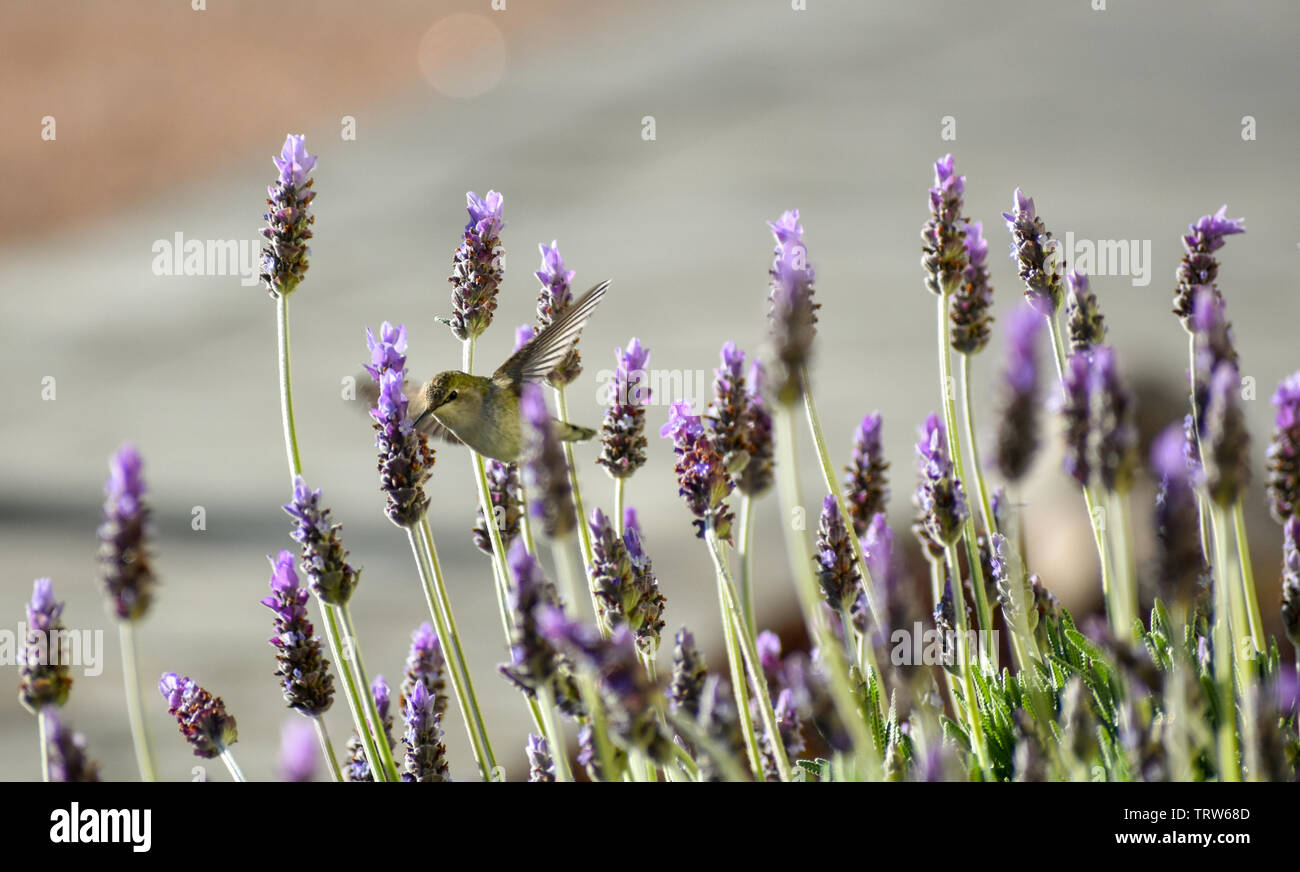 Lavender Hummingbird