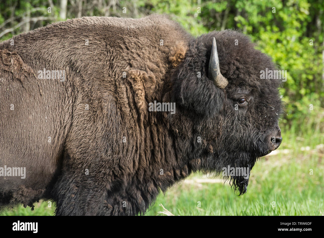 Male Plains Bison (Bison Bison) during Spring, Elk Island National Park ...