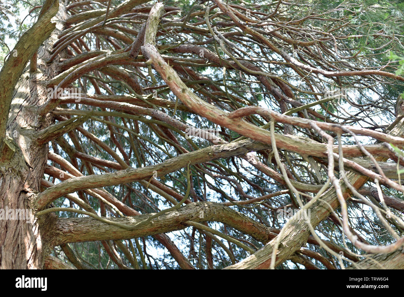 Bare Branches on a Redwood Tree Stock Photo - Alamy