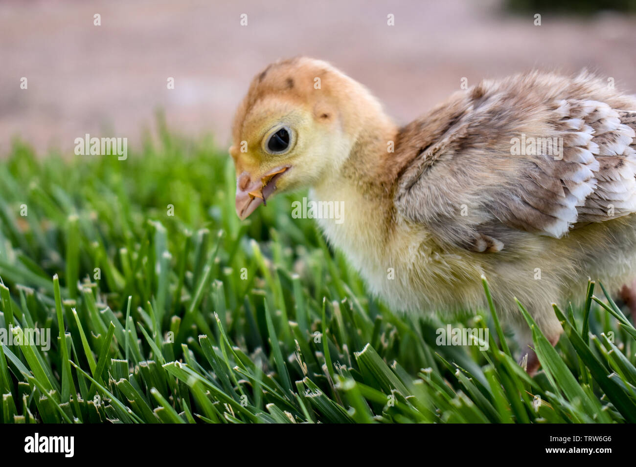 Turkey and baby hi-res stock photography and images - Alamy