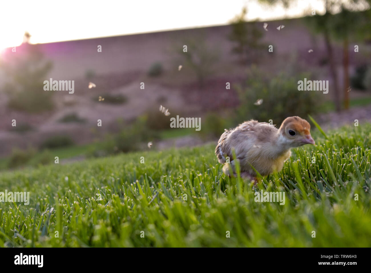Baby turkey hi-res stock photography and images - Alamy