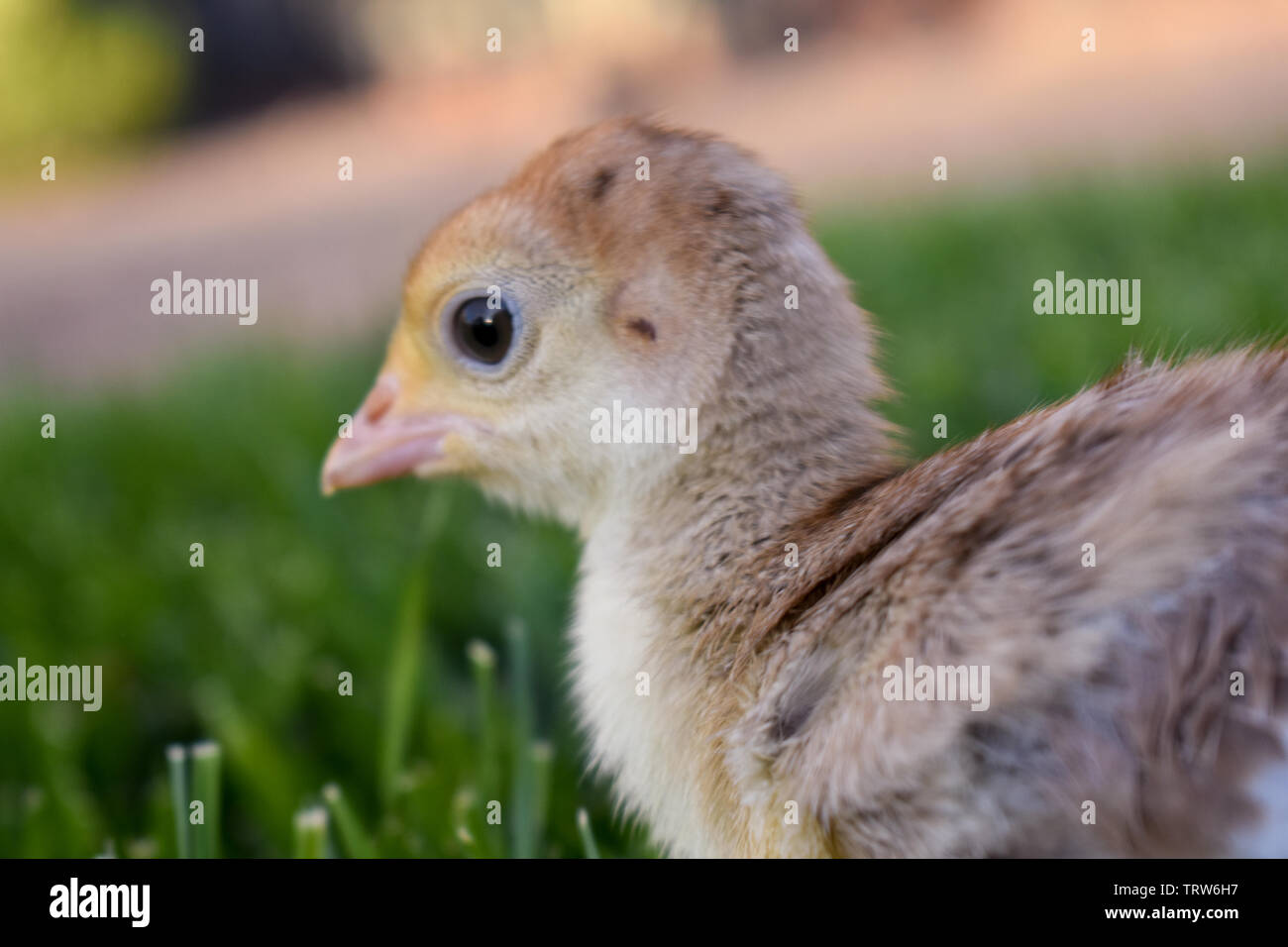 Turkey and baby hi-res stock photography and images - Alamy