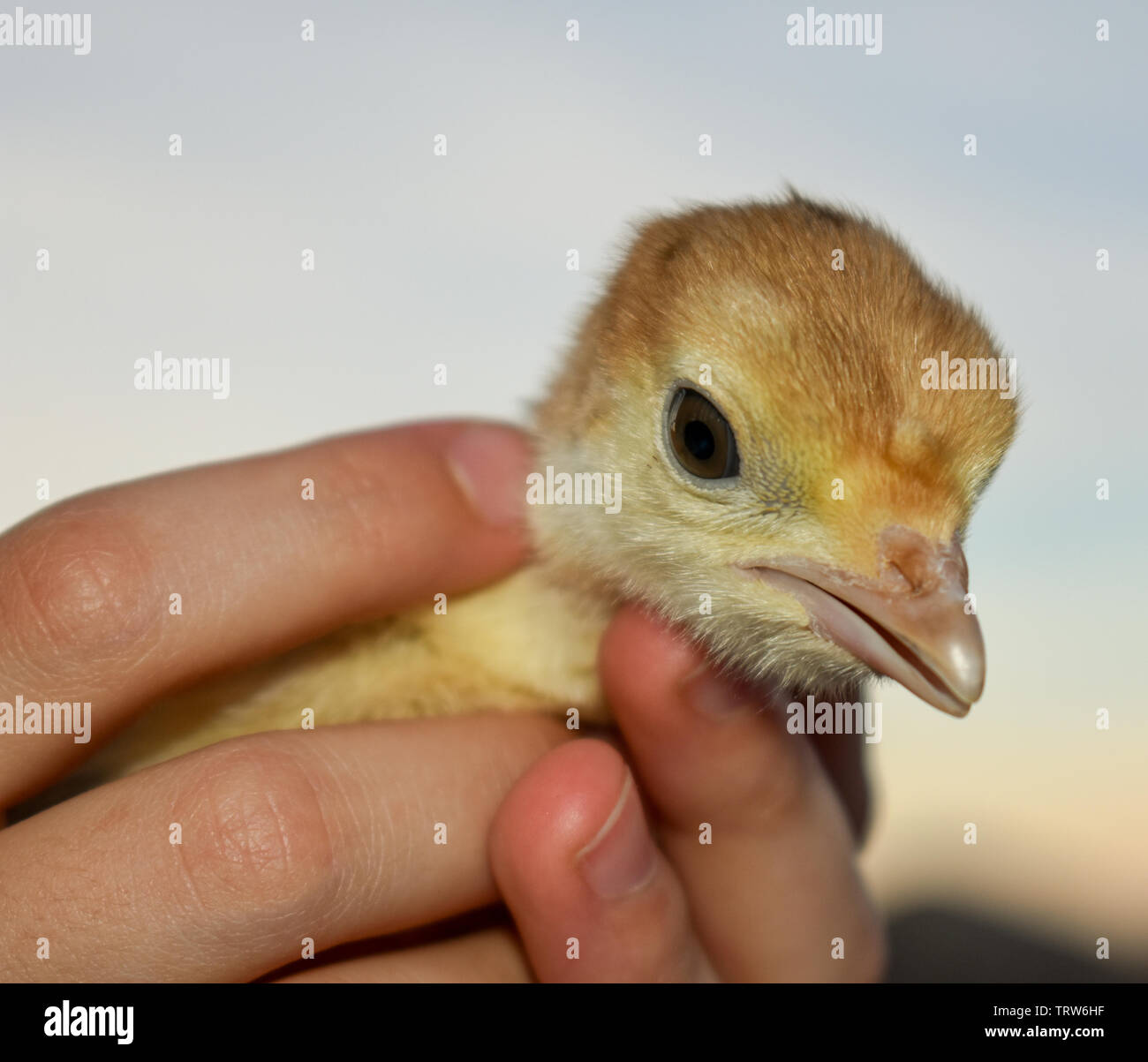 Baby Chick / Turkey Stock Photo - Alamy