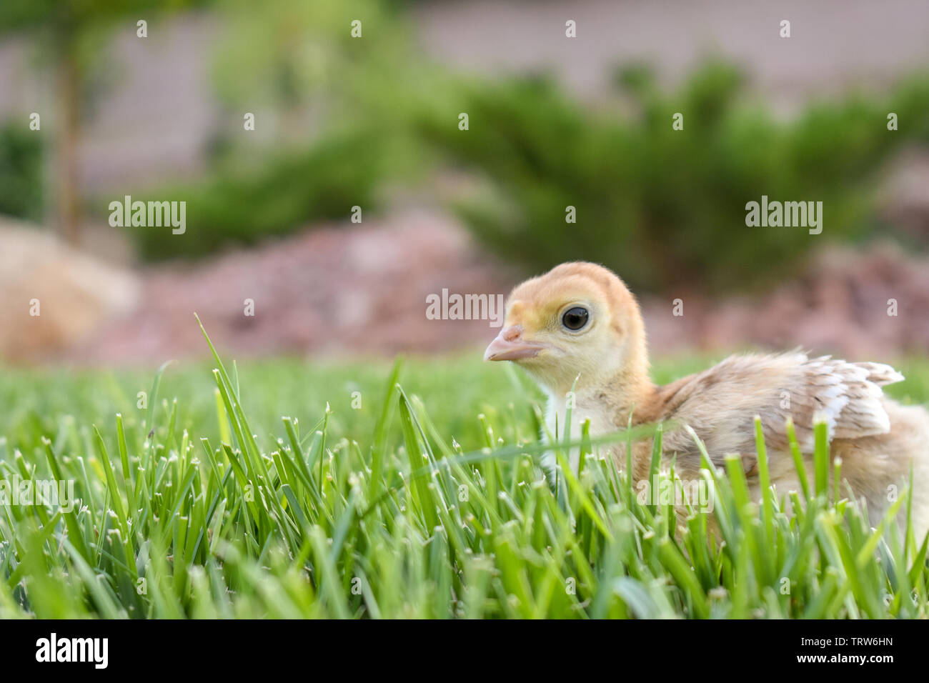 Turkey and baby hi-res stock photography and images - Alamy