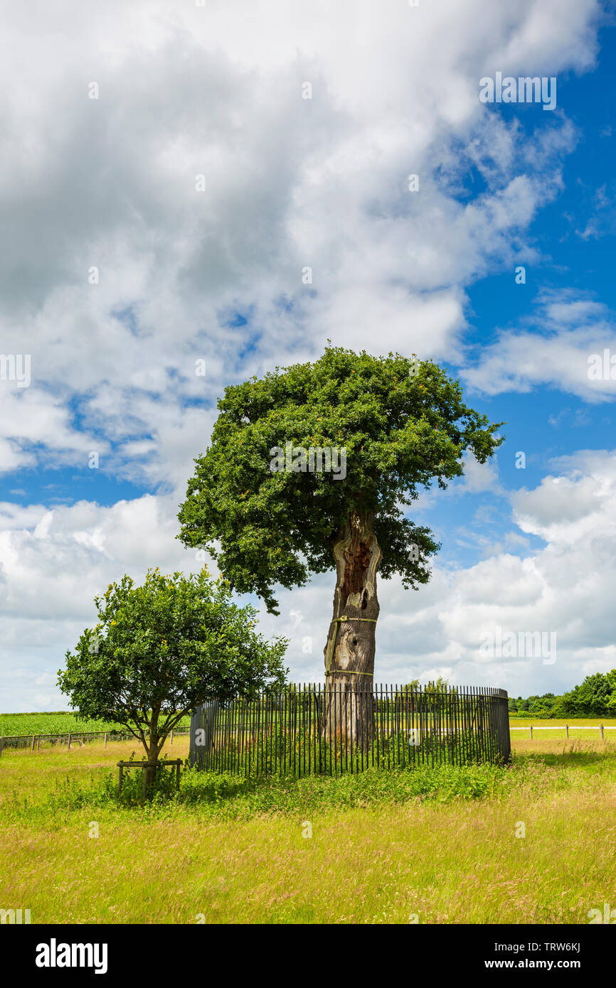 King charles ii oak tree hi-res stock photography and images - Alamy