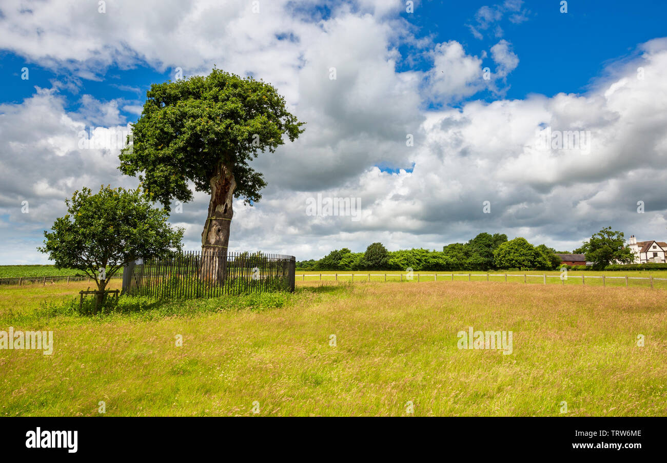 King charles ii oak tree hi-res stock photography and images - Alamy