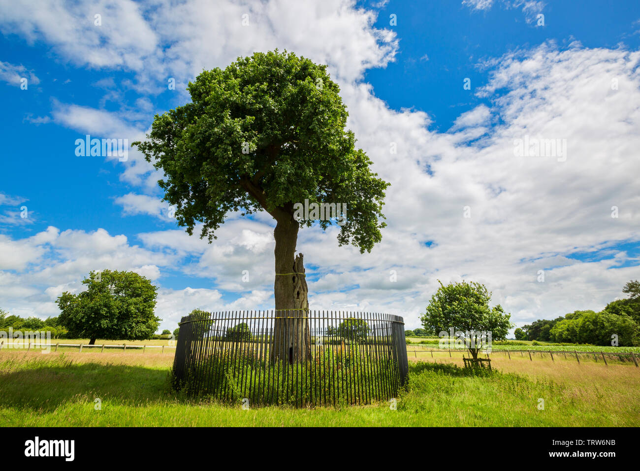 Royal Oak Tree Stock Photos & Royal Oak Tree Stock Images - Alamy
