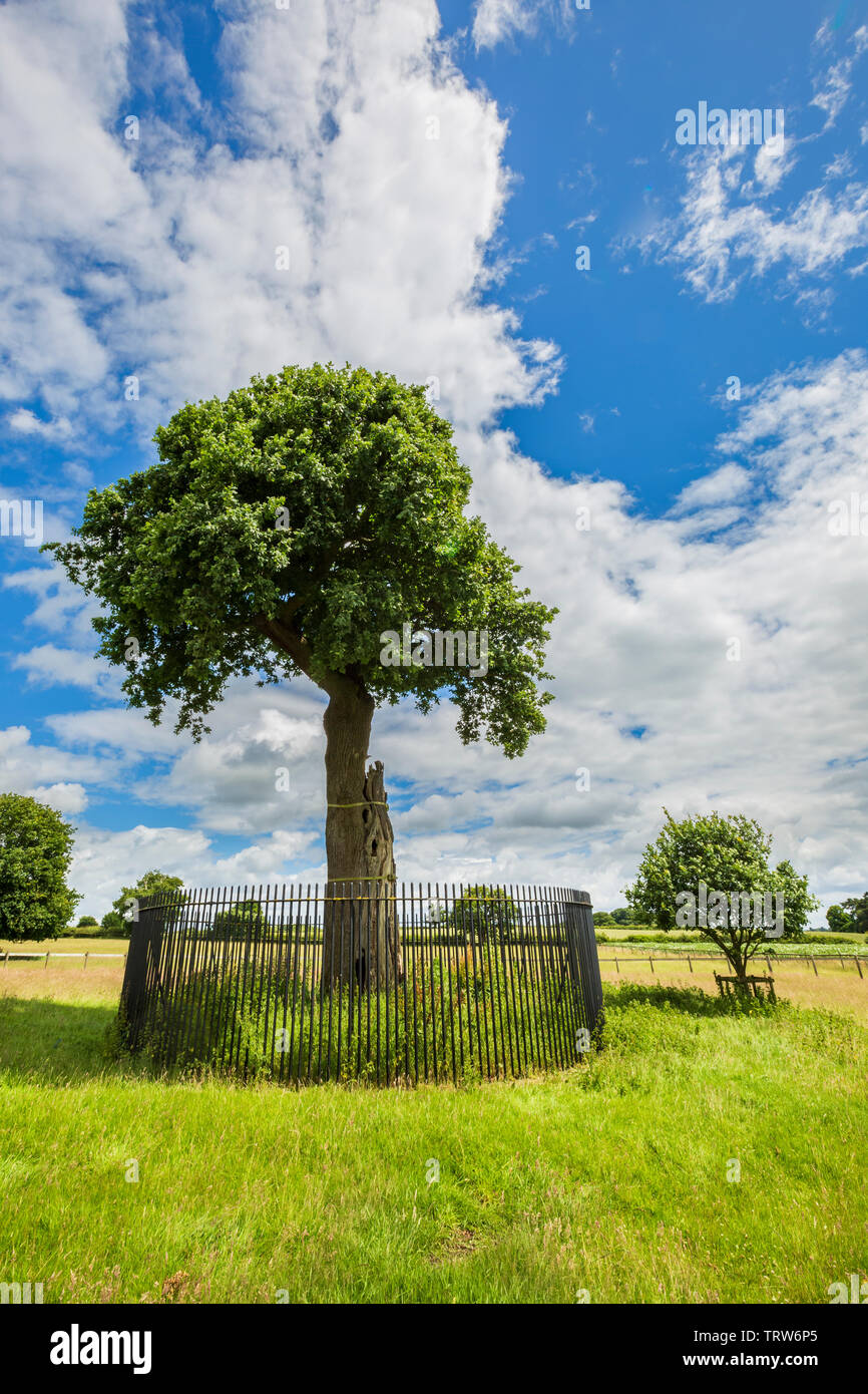 The Charles II Son of Royal Oak Tree and its Great Great Grandson near ...