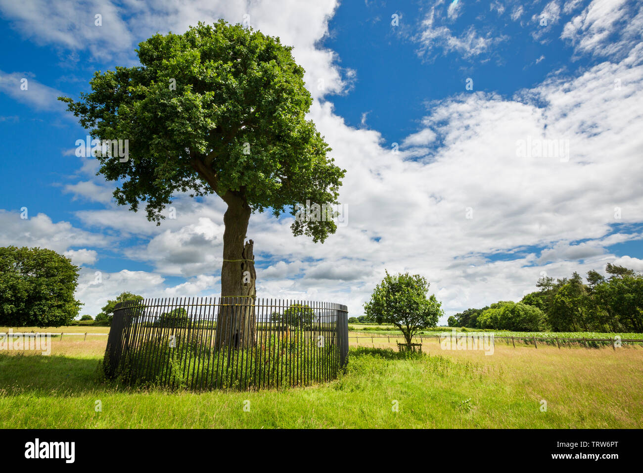 The Charles II “Son of Royal Oak” tree and its Grandson near Boscobel ...