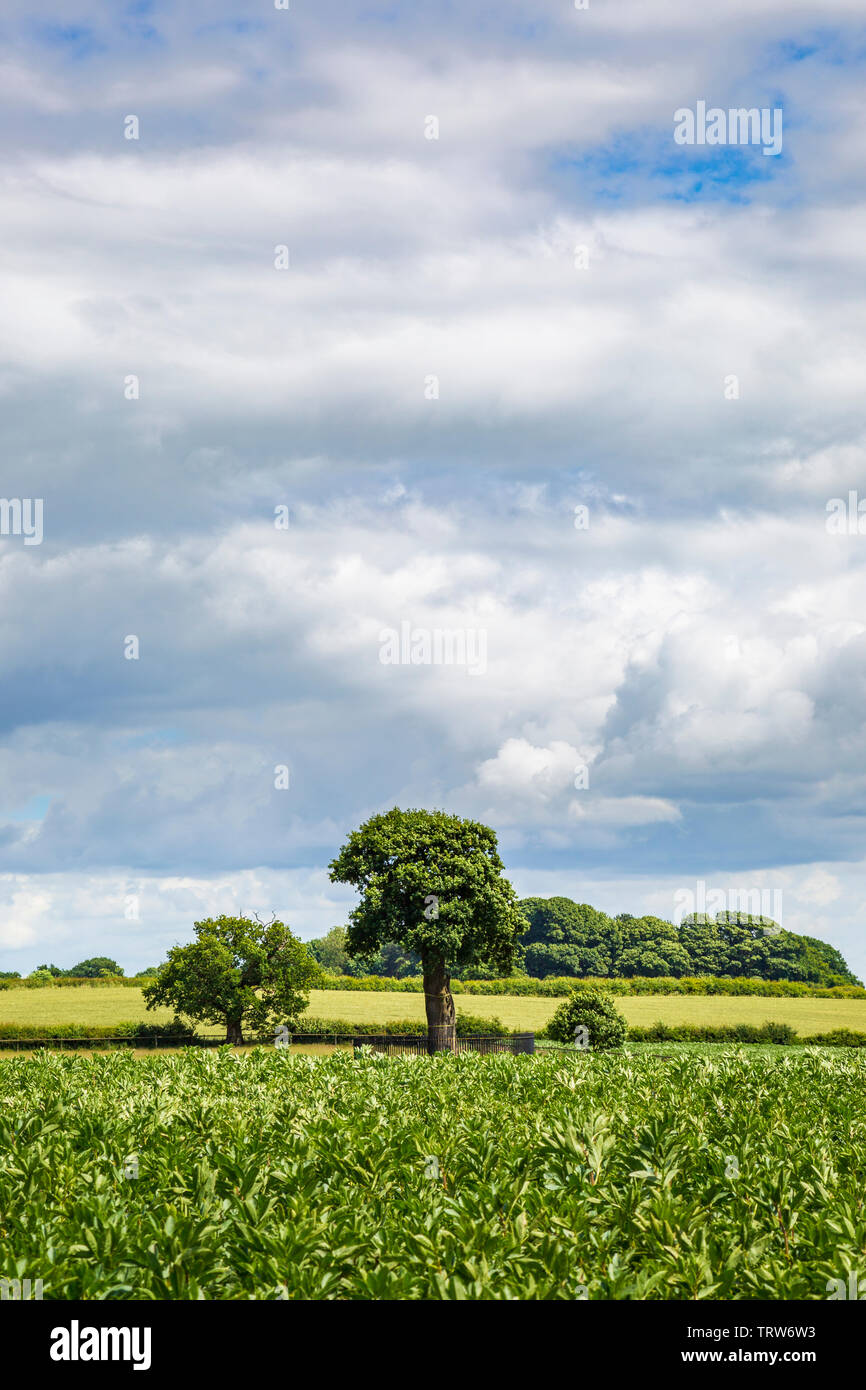 The royal oak charles hi-res stock photography and images - Alamy