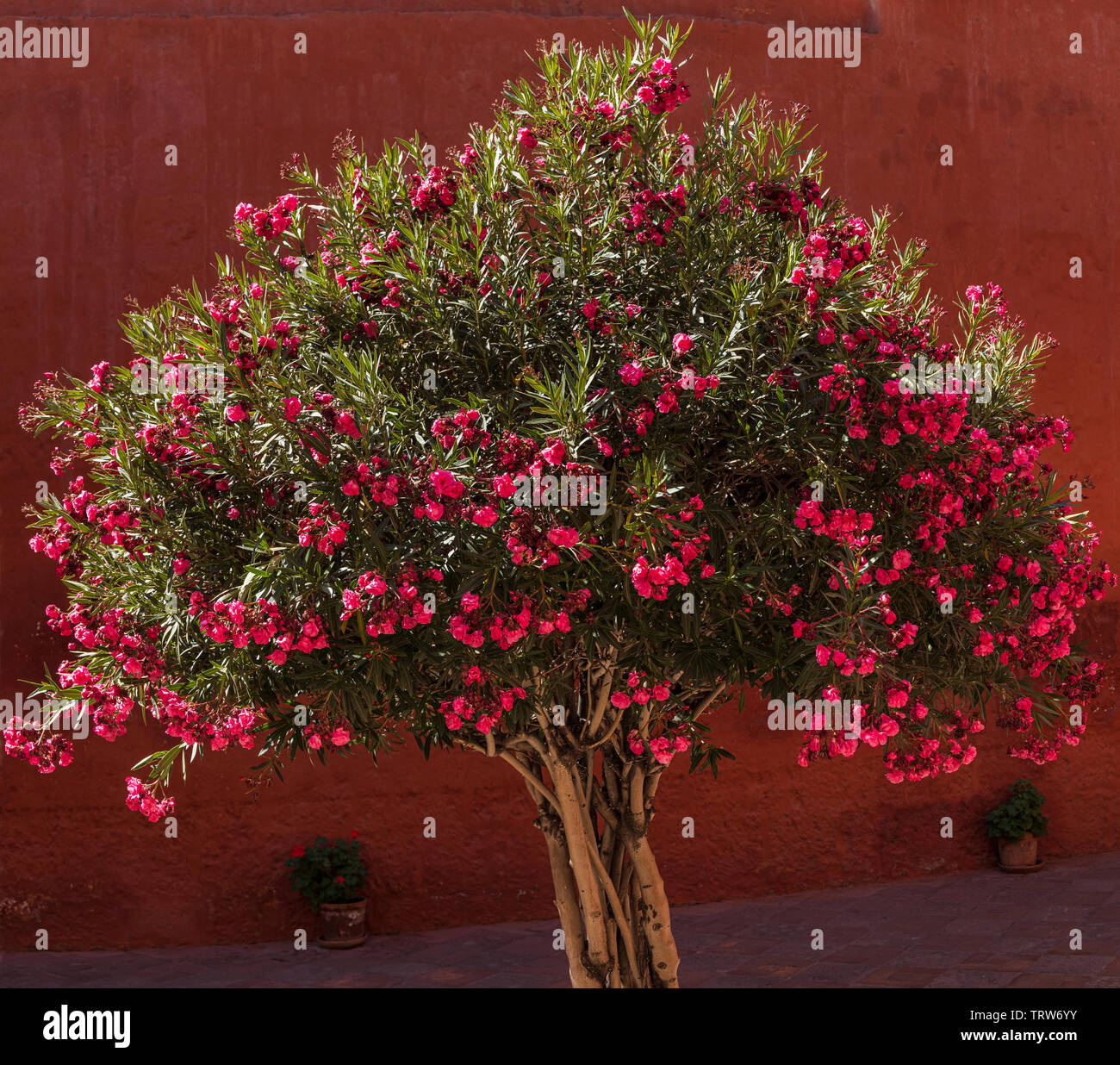 Flowering shrub, Nerium oleander in the Monasterio de Santa Catalina ...