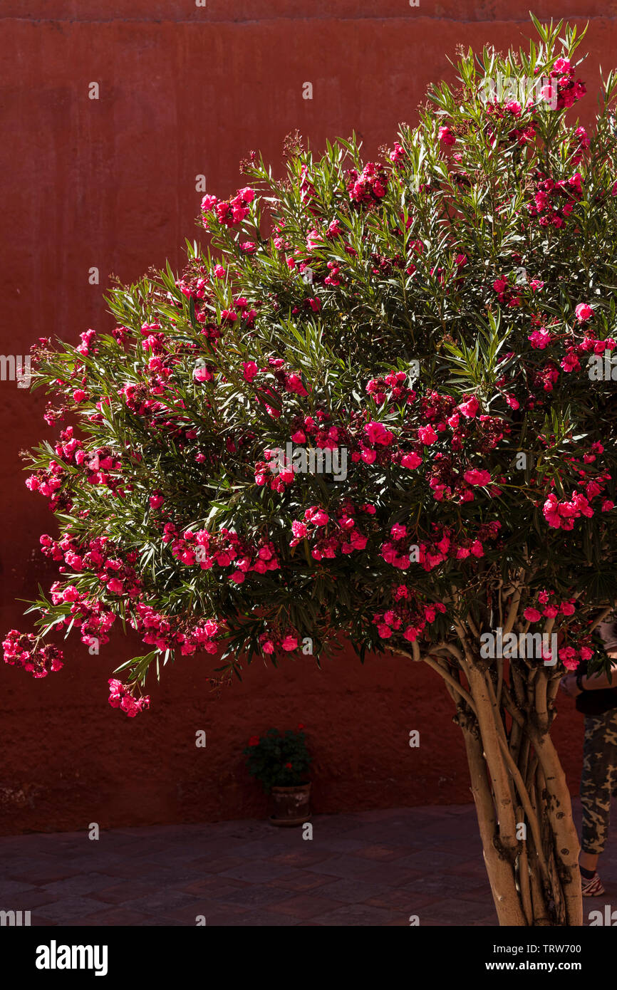 Flowering shrub, Nerium oleander in the Monasterio de Santa Catalina ...