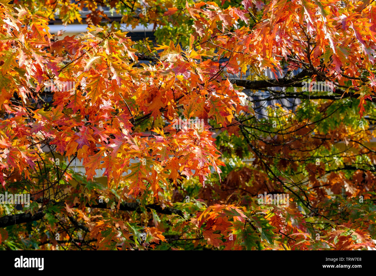 Northern red oak tree with autumn colours, Alsace, France, Europe Stock ...