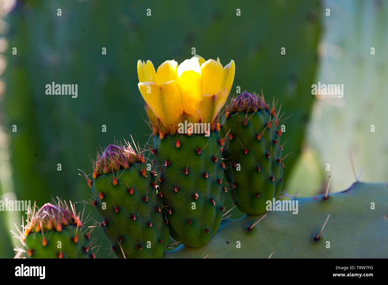 Rif region hi-res stock photography and images - Alamy