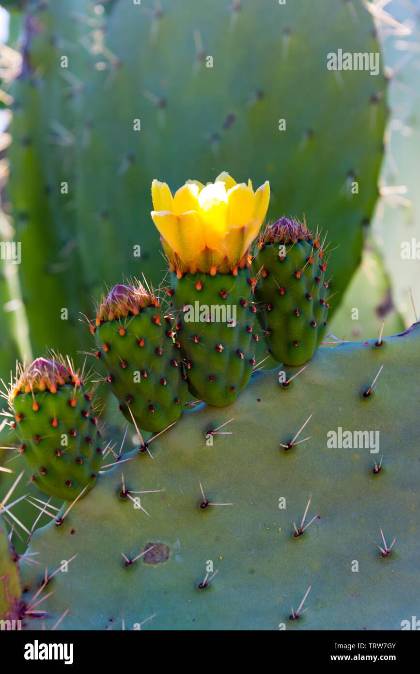 Rif region hi-res stock photography and images - Alamy