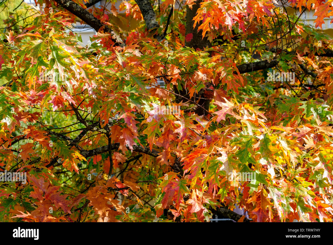 Northern red oak tree with autumn colours, Alsace, France, Europe Stock ...
