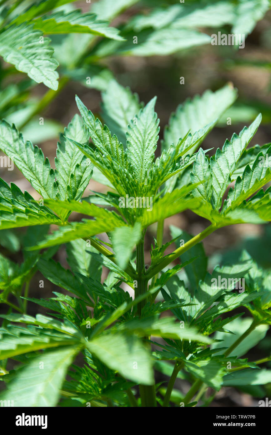 Morocco hashish hi-res stock photography and images - Alamy