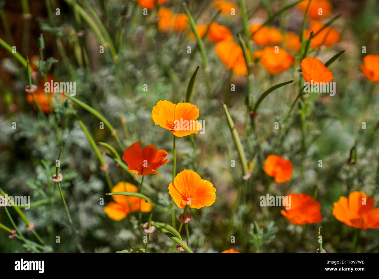 California Golden Poppy (Eschscholzia californica) in bloom Stock Photo ...