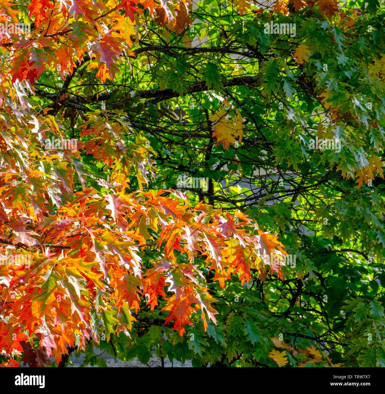 Red oak tree hi-res stock photography and images - Alamy