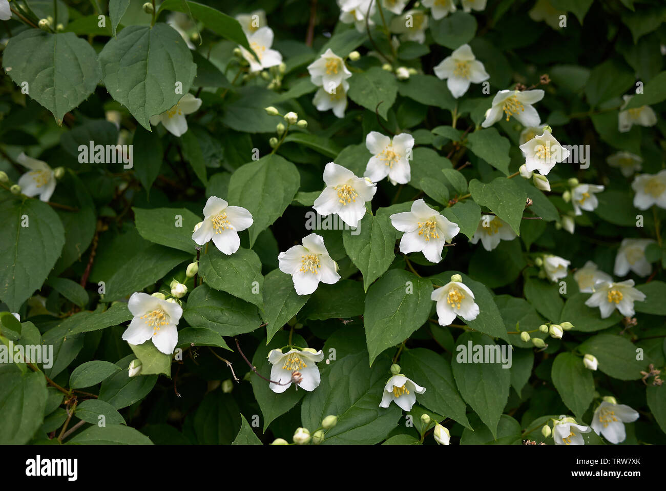 Beautiful white mock orange bush hi-res stock photography and images ...