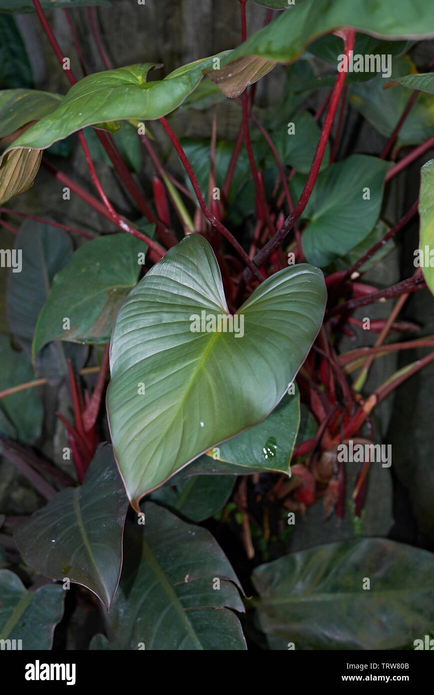 Philodendron erubescens close up Stock Photo - Alamy