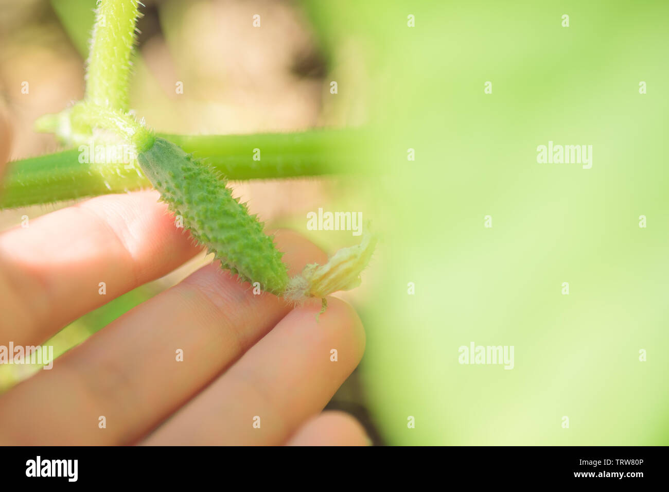 Cucumber green fingers hi-res stock photography and images - Alamy