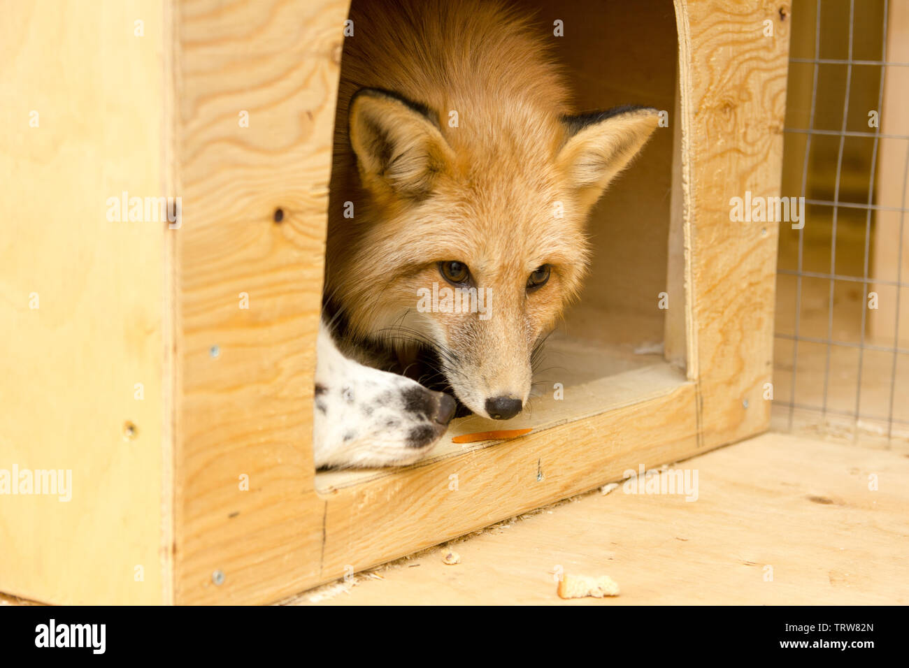 tired Fox in the petting zoo sleeping Stock Photo - Alamy