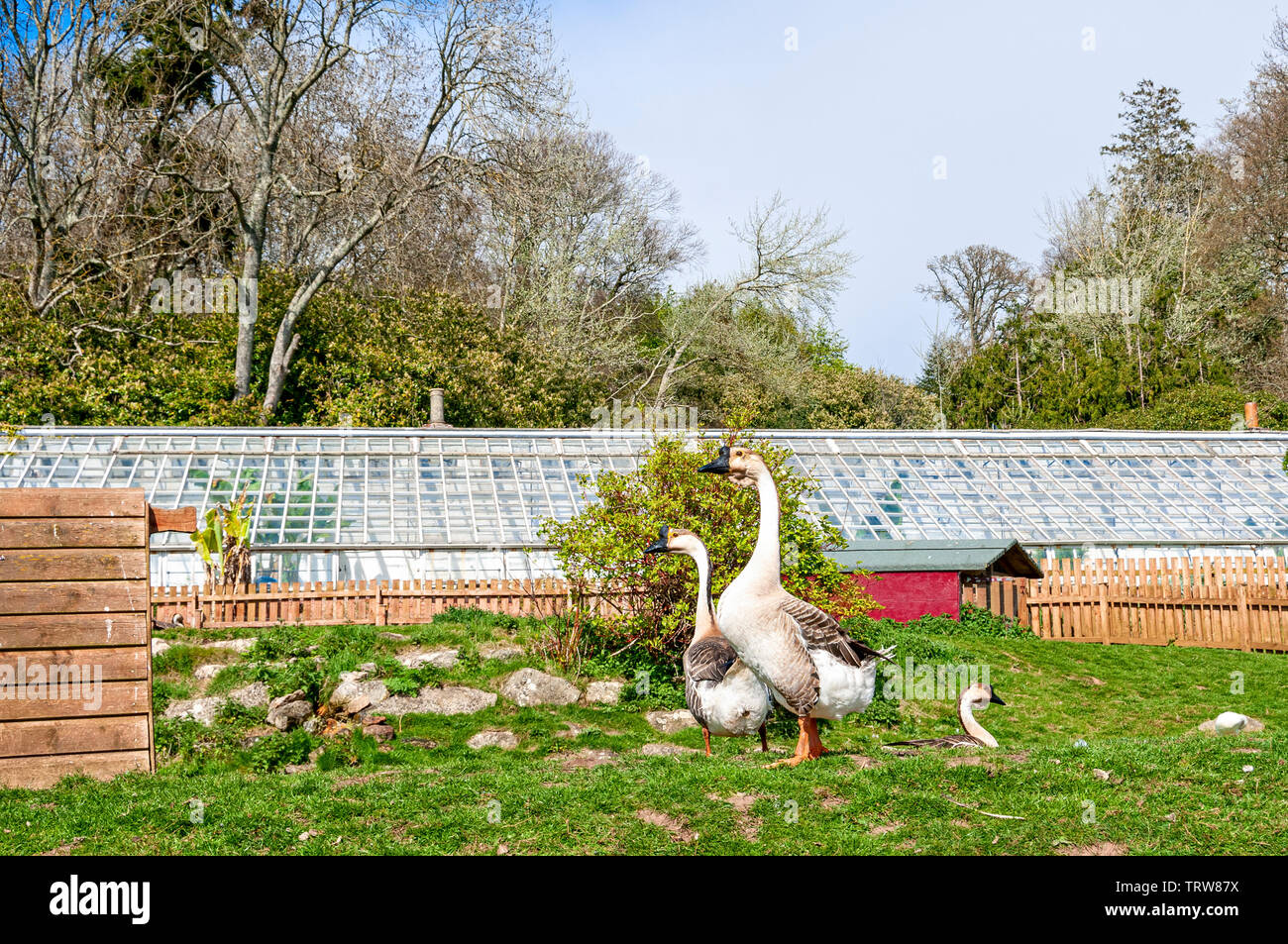 Knob geese hi-res stock photography and images - Alamy