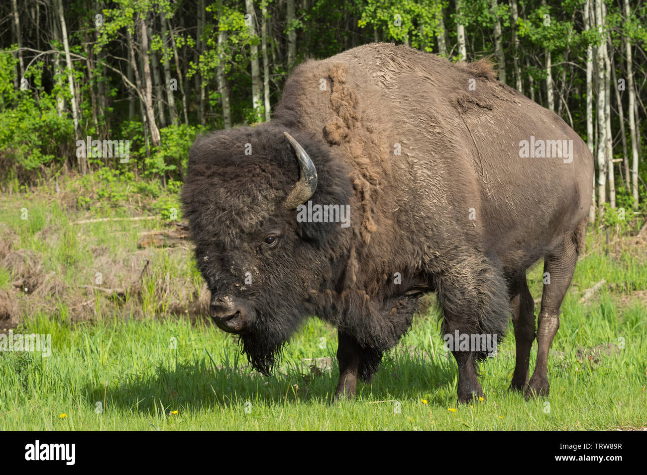 Male Plains Bison (Bison Bison) during Spring, Elk Island National Park ...