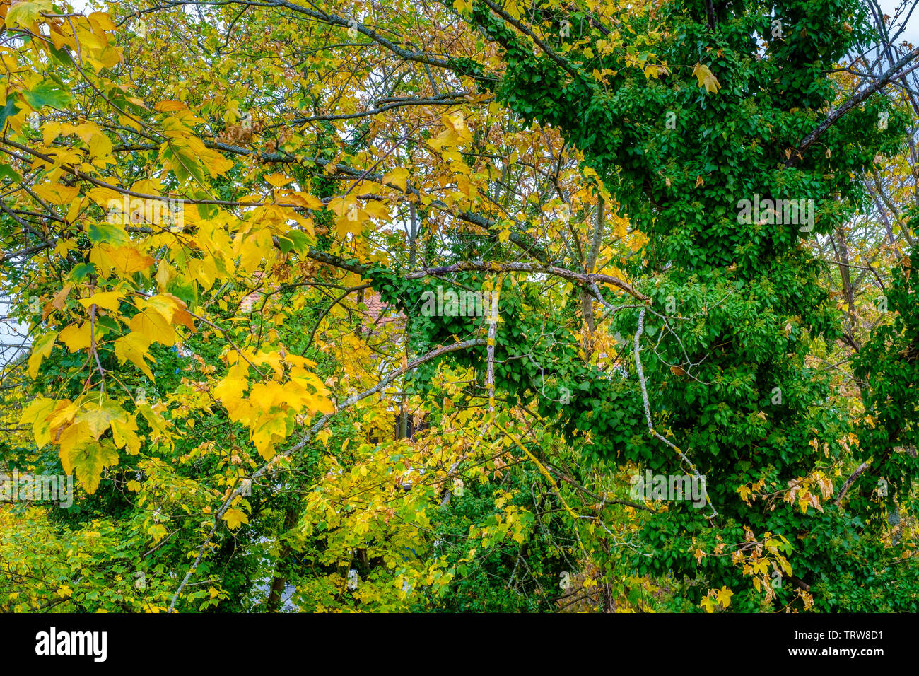 Trees with autumn foliage, Alsace, France, Europe Stock Photo - Alamy