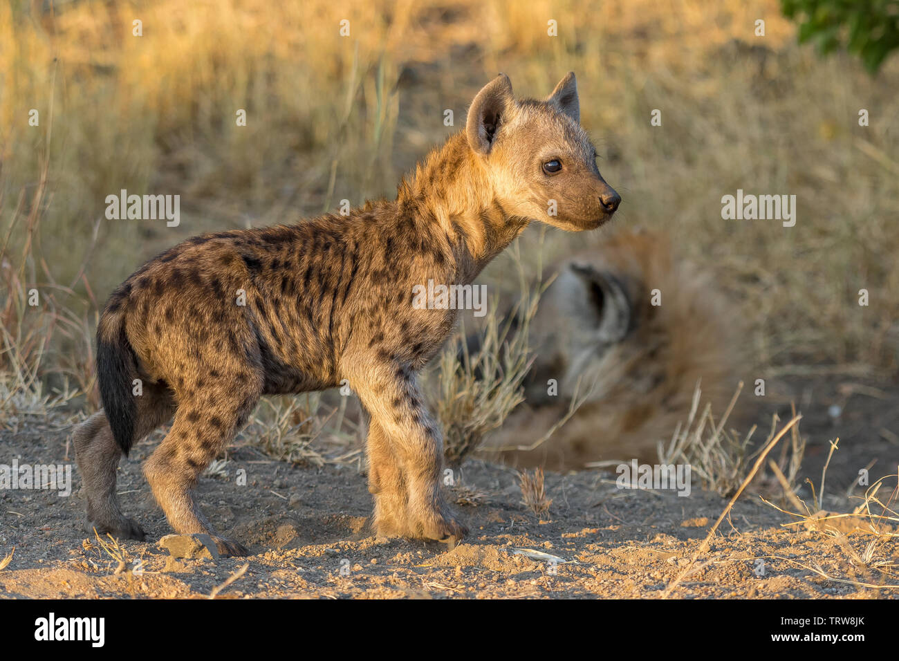 A spotted hyena cub at sunset in the Mpumalanga Province of South ...