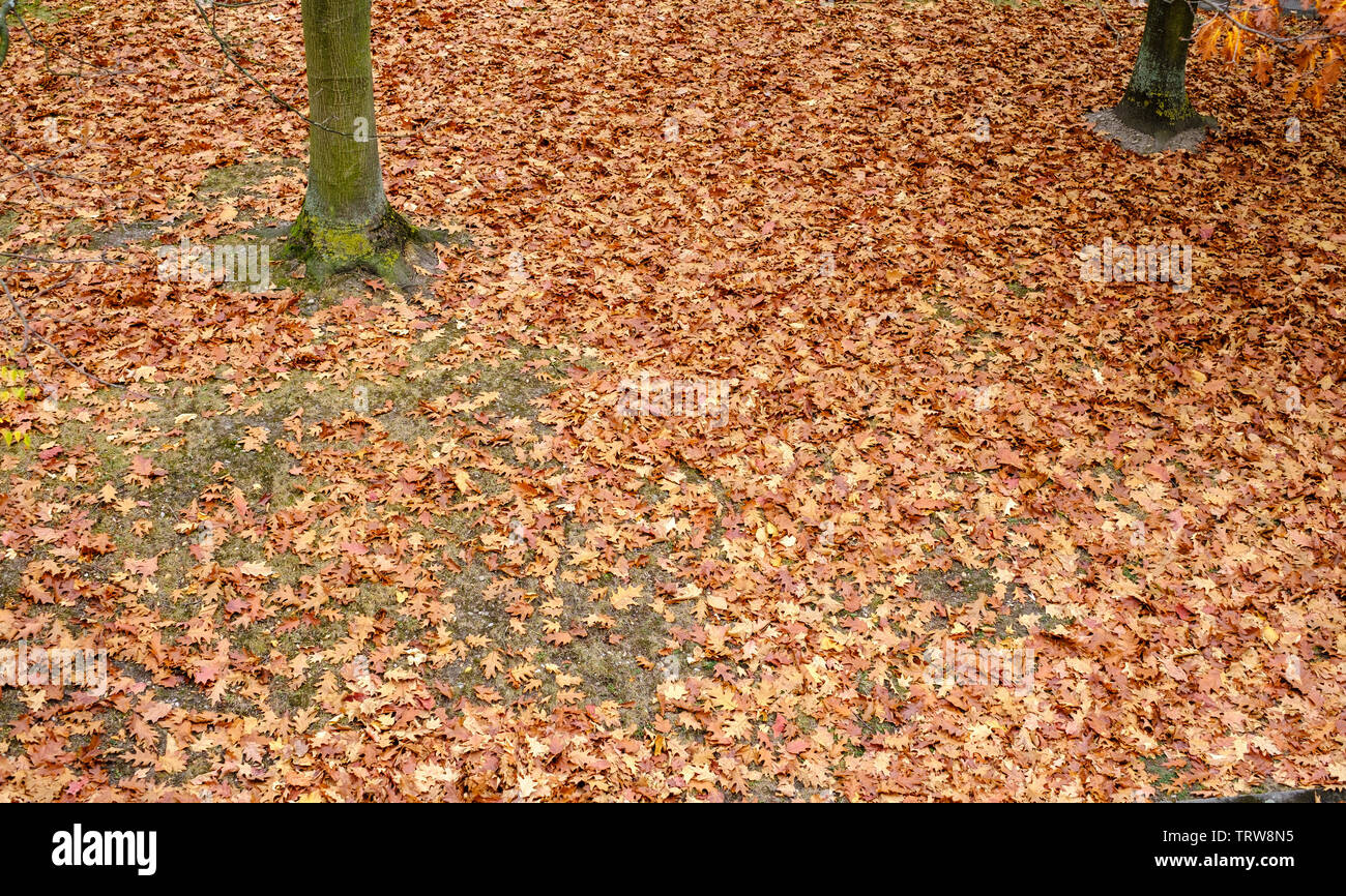 Northern red oak tree dead leaves, Alsace, France, Europe Stock Photo ...