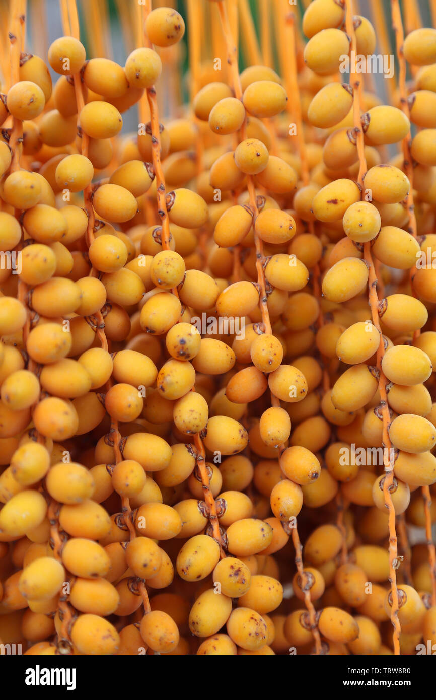 Nature background with bright orange fruits of palm Stock Photo - Alamy