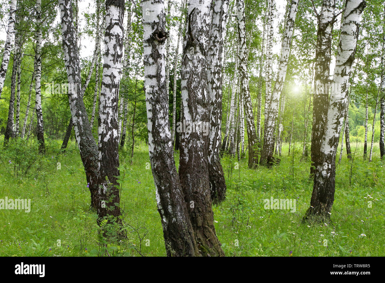 Beautiful birch trees. A summer landscape Stock Photo - Alamy
