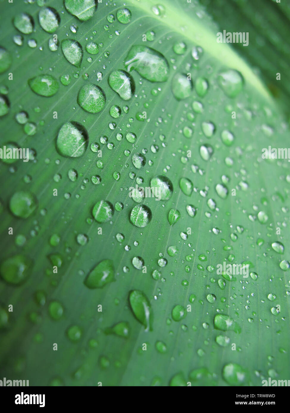 Fresh leaf hi-res stock photography and images - Alamy