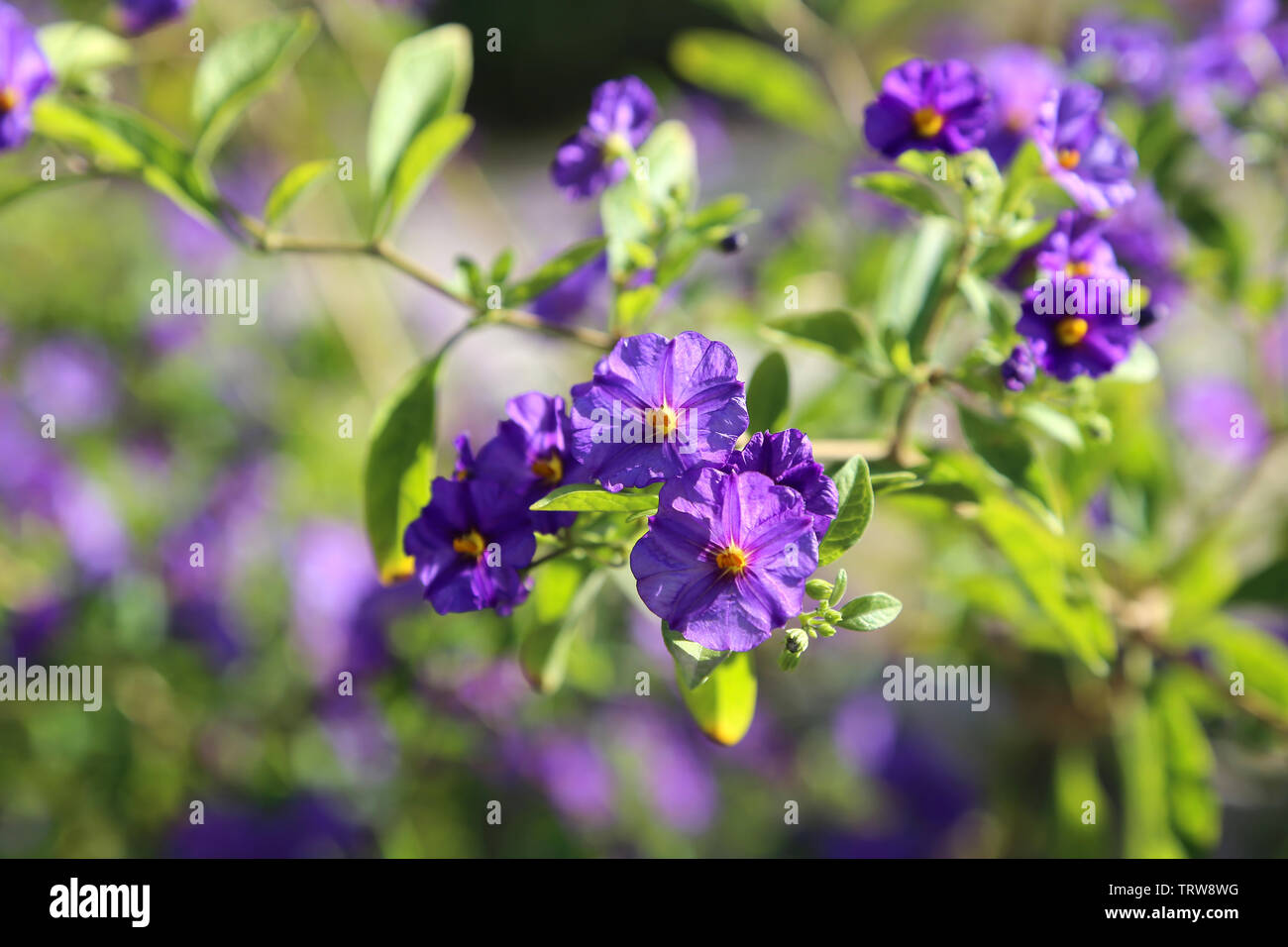 Solanum rantonnetii hi-res stock photography and images - Alamy