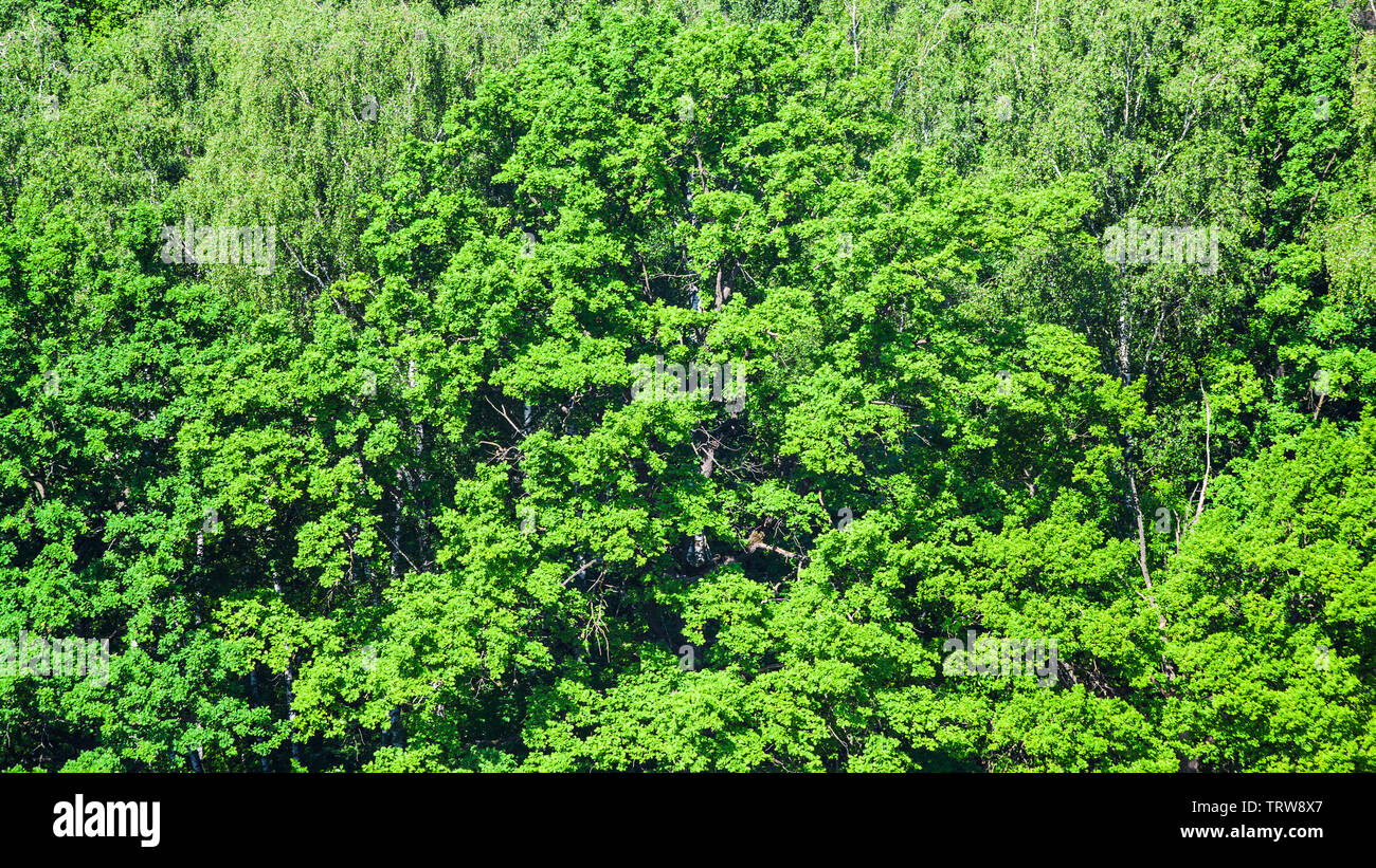 Aerial view oak tree hi-res stock photography and images - Alamy