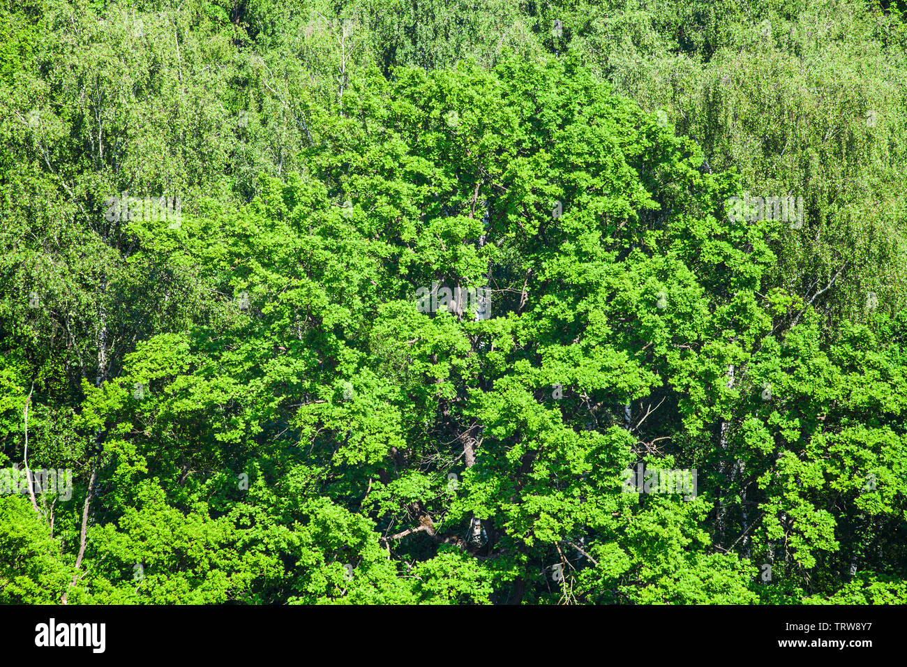 above view of old oak tree in green forest illuminated by sun in summer ...