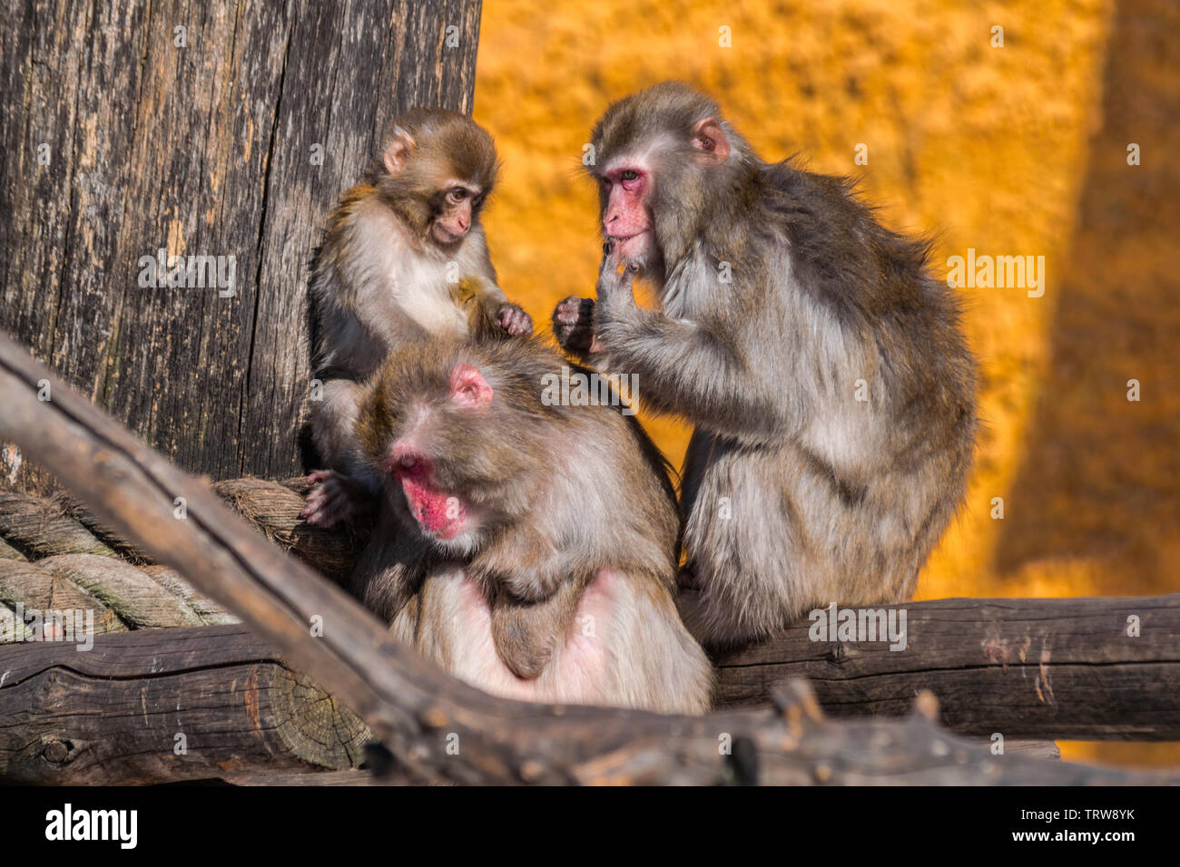 Macaca fuscata mating hi-res stock photography and images - Alamy