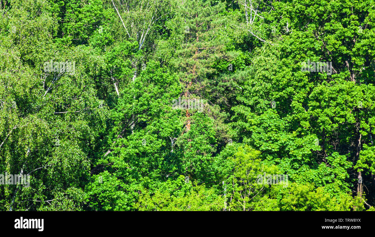 Aerial view dense green pine hi-res stock photography and images - Alamy