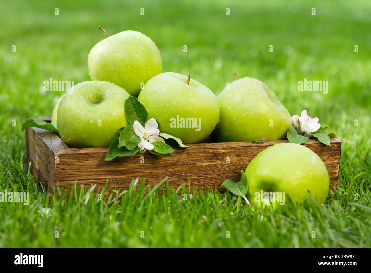 Fresh garden green apples in box. On grass meadow with copy space for ...