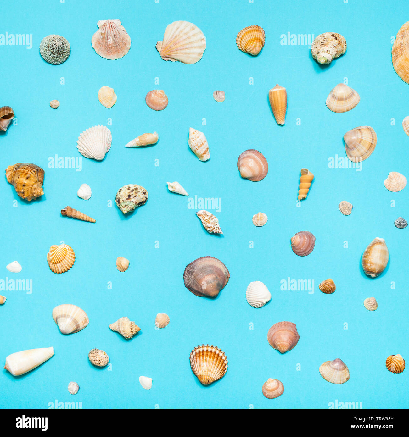 various natural dried sea shells on turquoise blue colour pastel paper ...