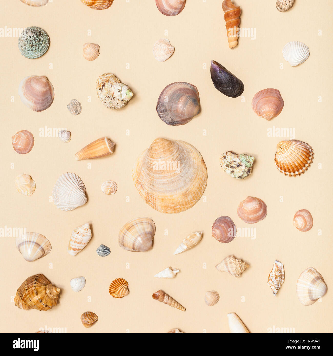top view of many natural dried sea shells on sand yellow colour pastel ...