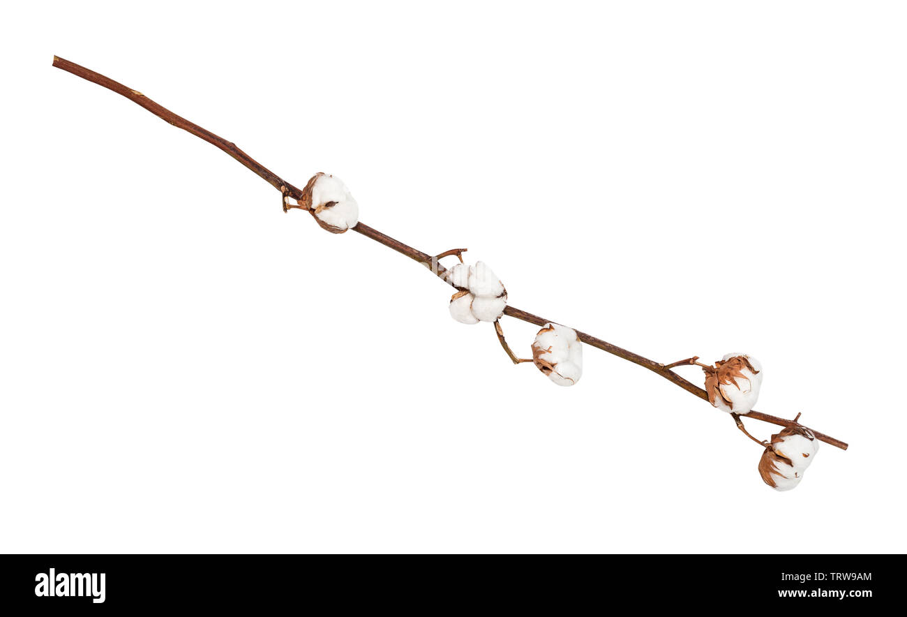 natural dried branch of cotton plant isolated on white background Stock ...